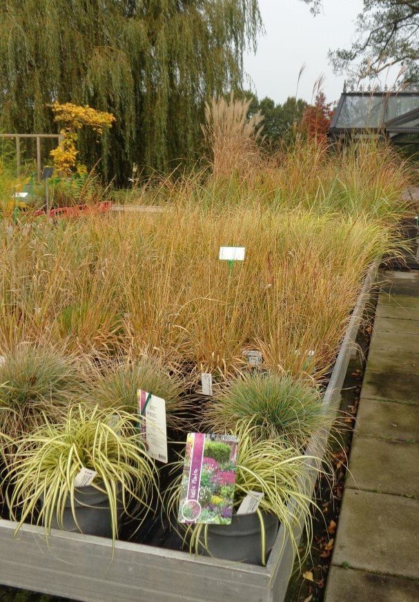 Siergrassen - Tuincentrum Tullekensmolen Beekbergen