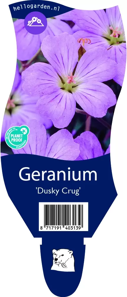 Geranium 'Dusky Crug' - Tuincentrum Tullekensmolen Beekbergen