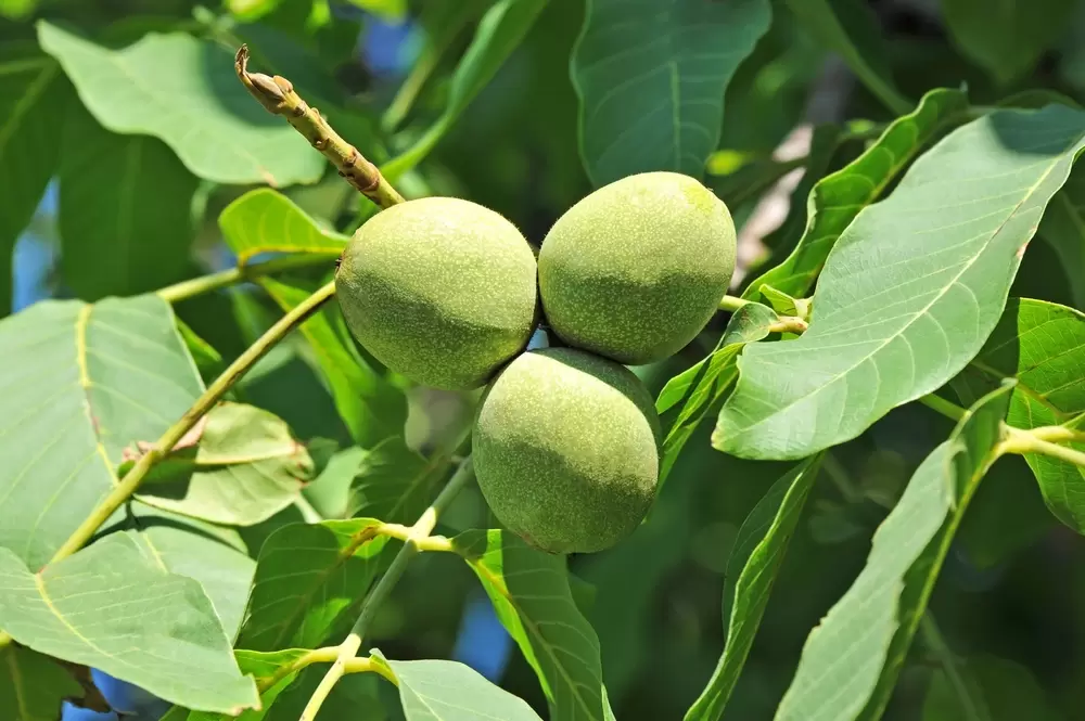 Juglans regia Gewone walnoot - Tuincentrum Tullekensmolen Beekbergen