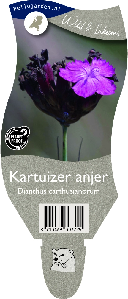 Kartuizer anjer - Tuincentrum Tullekensmolen Beekbergen