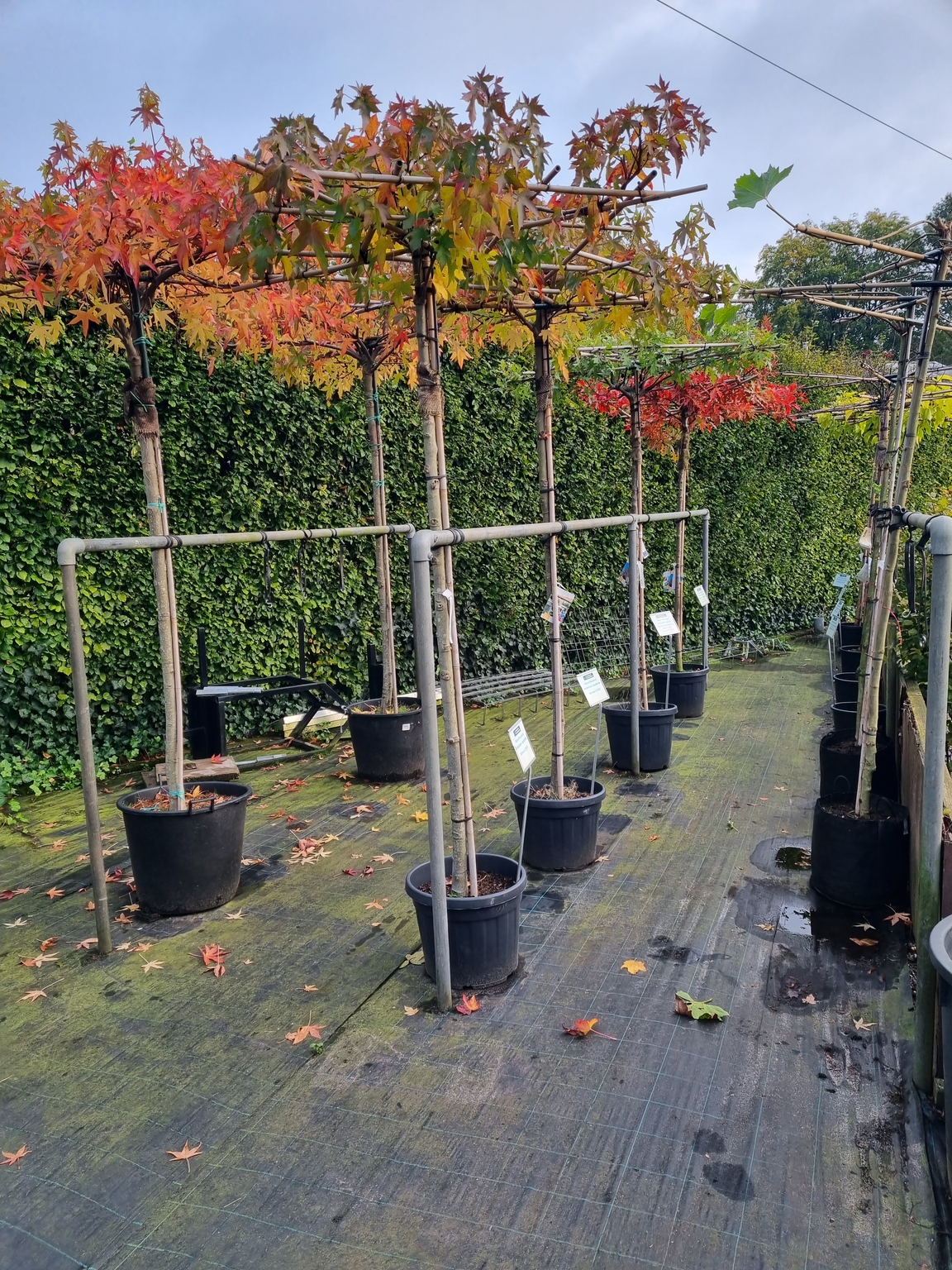 Liquidambar styraciflua Dakvorm - Tuincentrum Tullekensmolen Beekbergen