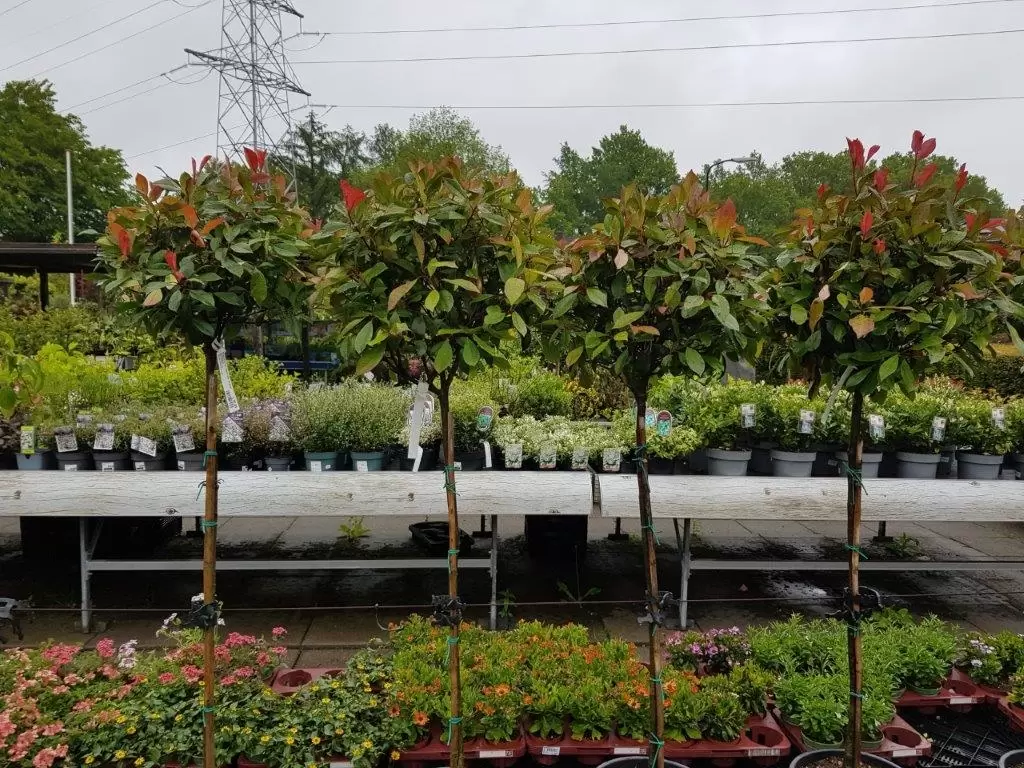 Photinia fraseri 'Red Robin' op stam - Tuincentrum Tullekensmolen ...